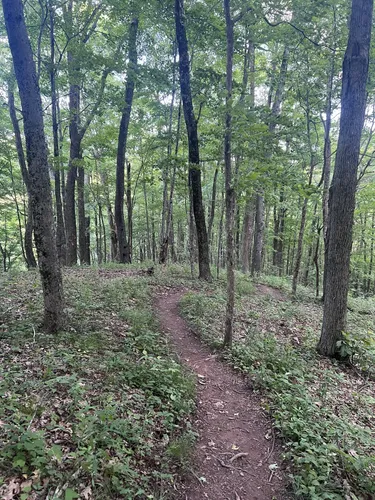 Best Forest Trails in Ceres | AllTrails