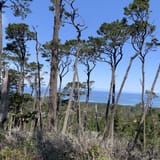 Huckleberry Hill Loop Trail, California - 738 Reviews, Map | AllTrails