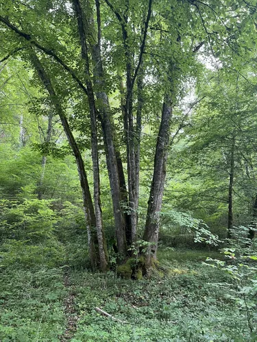 Best Forest Trails in Réserve naturelle du Val-Suzon | AllTrails