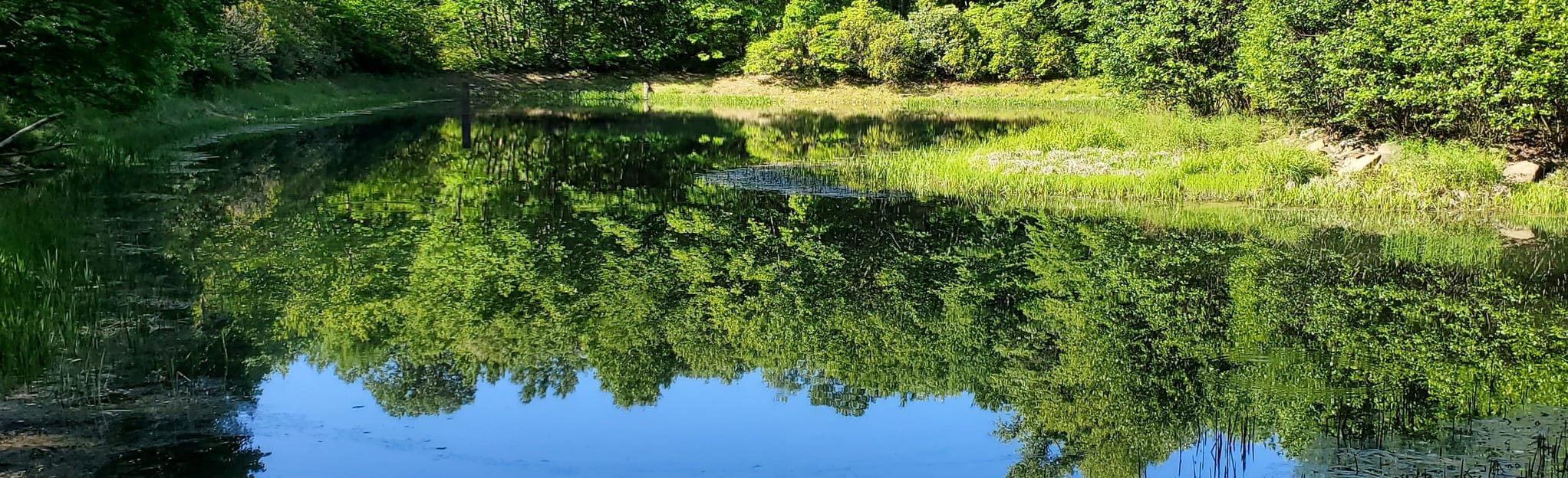 9 Ponds Loop , Maryland - 227 Reviews, Map | AllTrails