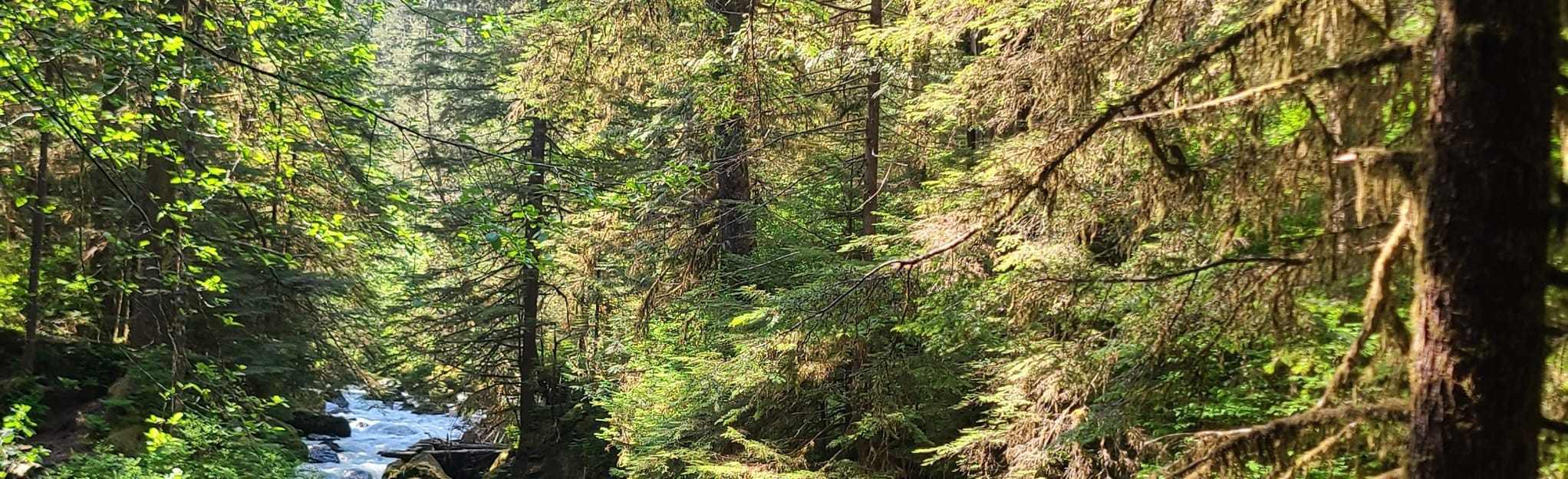 Boulder River Trail: 1532 Reviews, Map - Washington | AllTrails