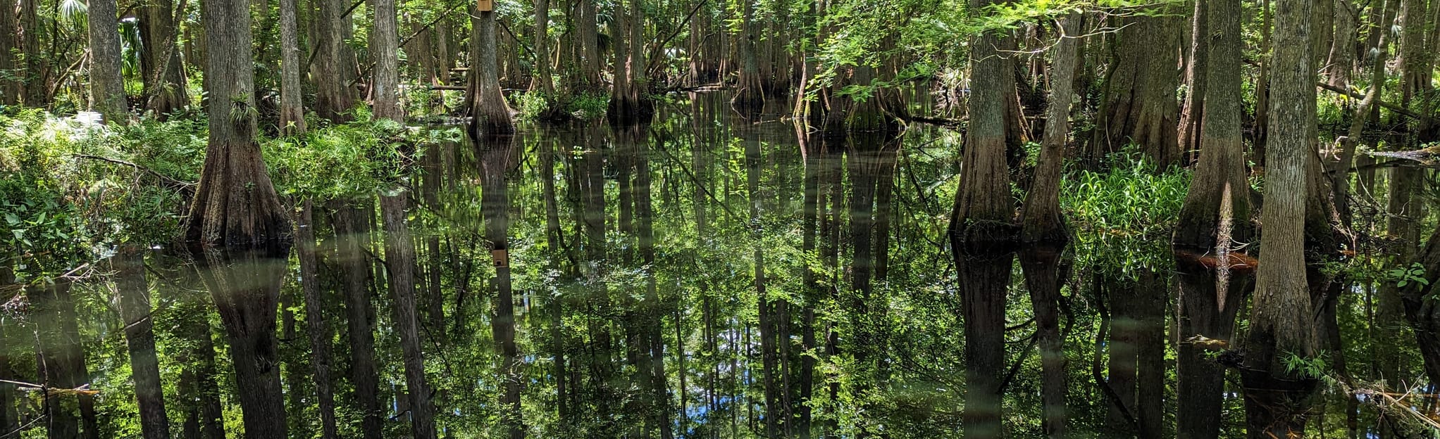 Cypress Swamp Trail, Florida - 209 Reviews, Map | AllTrails