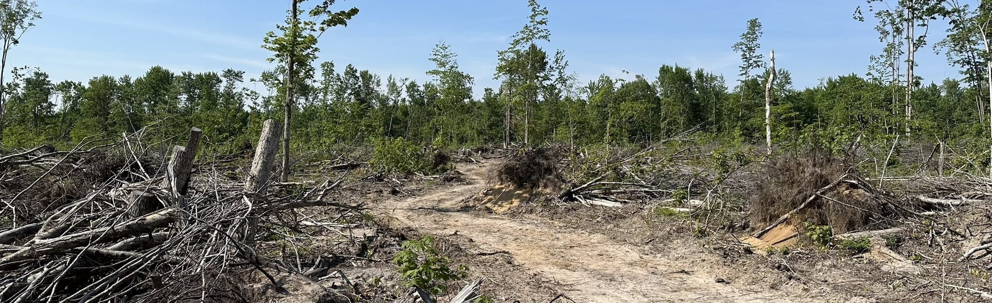 Pine Baron Pathway: Twin Hemlock Loop: 65 Reviews, Map - Michigan ...