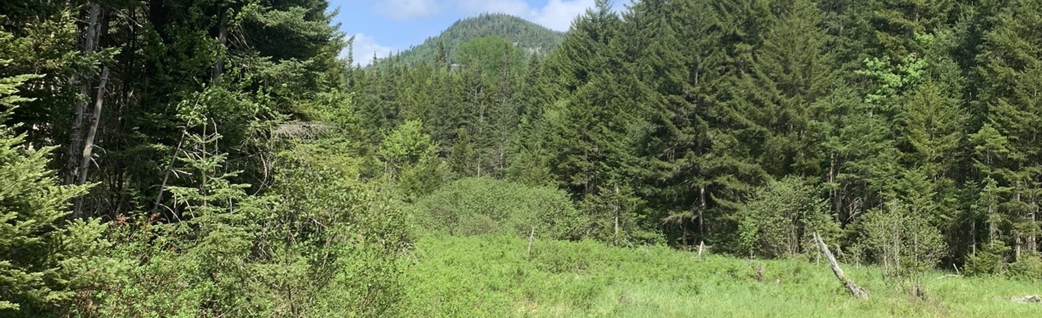 Duck Hole via Preston Ponds Trail: 24 Reviews, Map - New York | AllTrails