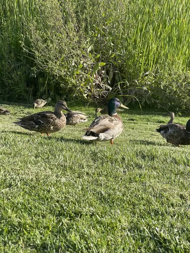 Best Hikes and Trails in Patricia H. Birdsall Sports Park | AllTrails