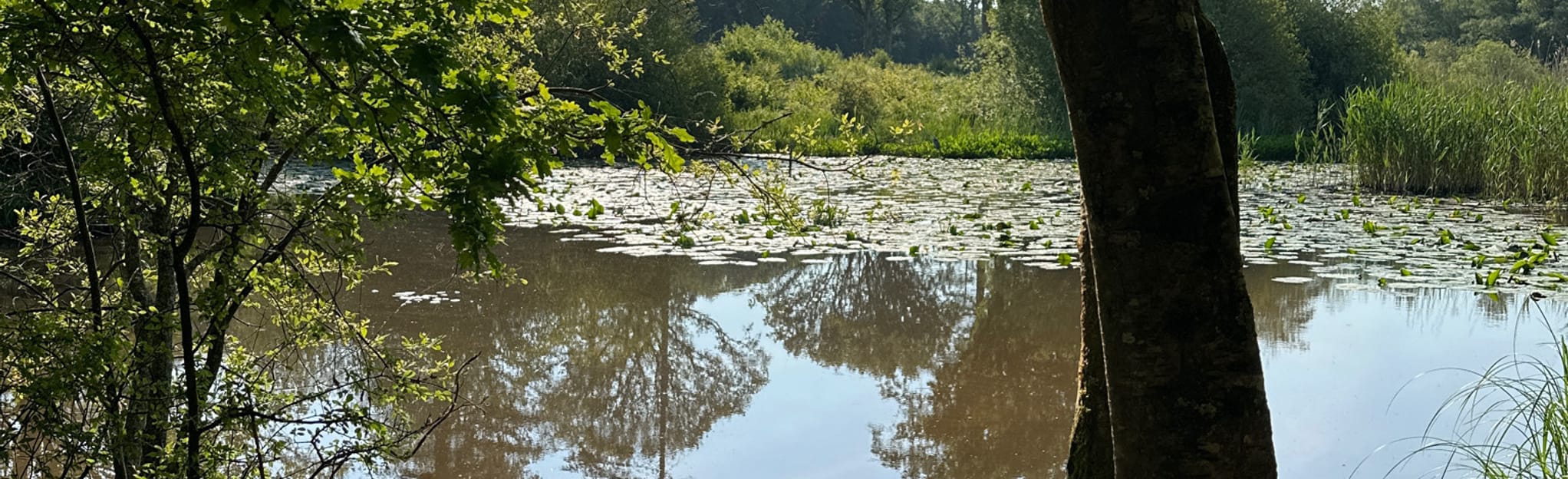 Hilsham - Polegate - Abbots Wood Circular, East Sussex, England - 2 ...