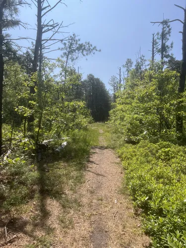 Best Hikes and Trails in Otis Pike Preserve | AllTrails
