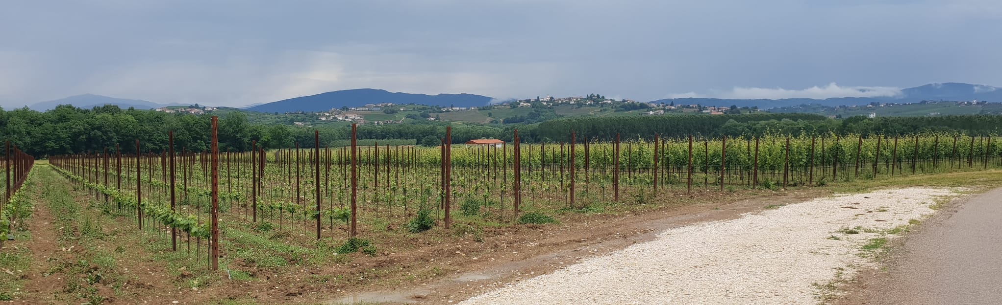 Subida Vigne Alte, Friuli-Venezia Giulia, Italy - 4 Reviews, Map ...