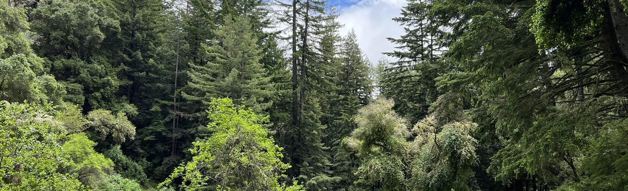 Sierra Morena, Gordon Mill, Steam Donkey, and Oljon Trail Loop: 256 ...