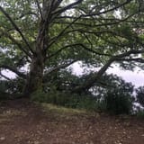 Weatherwax Trail, Washington - 294 Reviews, Map | AllTrails