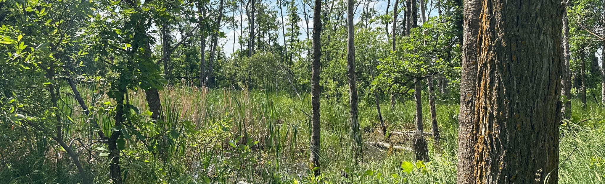 St. Malo TCT Green and Blue Trail, Manitoba, Canada - 36 Reviews, Map ...