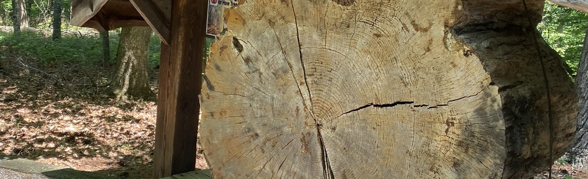 Talking Tree Trail, North Carolina - 23 Reviews, Map | AllTrails