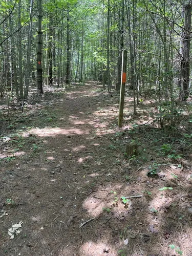 Best Hikes and Trails in Tuttle Educational State Forest | AllTrails