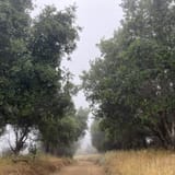 Newhall Pass: Weldon Canyon Trail, California - 236 Reviews, Map ...