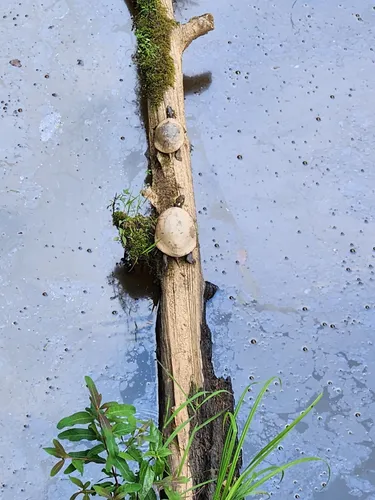 Best Hikes and Trails in George Pierce County Park | AllTrails