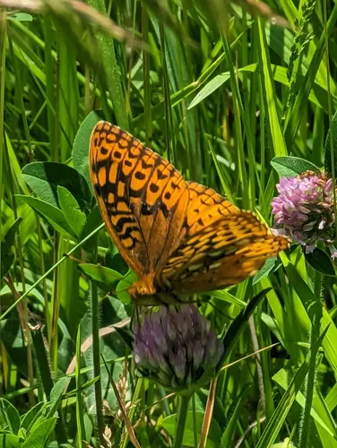 Best Hikes and Trails in Morgan Monroe State Forest | AllTrails