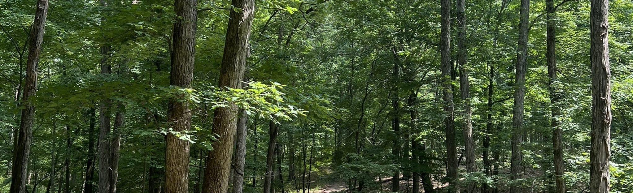 Fire Tower Loop at Bernheim Forest: 115 Reviews, Map - Kentucky | AllTrails