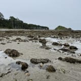 Sand Point Trail, Washington - 320 Reviews, Map | AllTrails