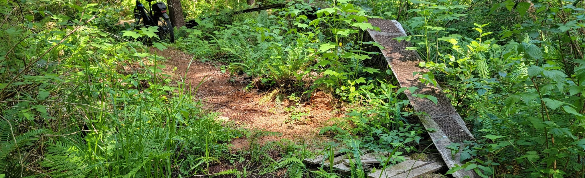 Swamp Trail, British Columbia, Canada - 7 Reviews, Map | AllTrails