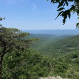 Mathews Arm Overall Run Trail, Virginia - 242 Reviews, Map | AllTrails