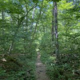 Mathews Arm Overall Run Trail, Virginia - 242 Reviews, Map | AllTrails