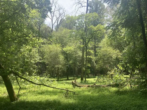 2023 Best Wild Flowers Trails in Pauline | AllTrails