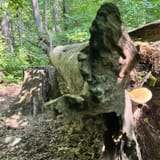 Lost '40' Trail, Minnesota - 176 Reviews, Map | AllTrails