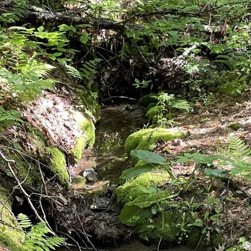 Best Hikes and Trails in Goodwin Forest | AllTrails