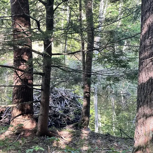 Best Hikes and Trails in Goodwin Forest | AllTrails