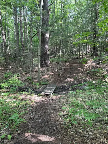 Best Hikes and Trails in Goodwin Forest | AllTrails