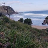 Palm Jungle Loop Track, New South Wales, Australia - 339 Reviews, Map ...