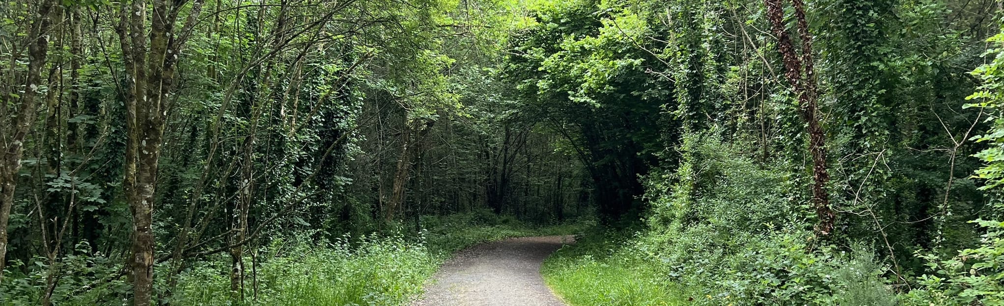 Millenium Wood Loop: 13 Reviews, Map - County Kilkenny, Ireland | AllTrails
