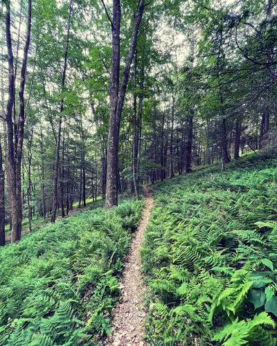 2023 Best Long Trails in Cross Fork | AllTrails