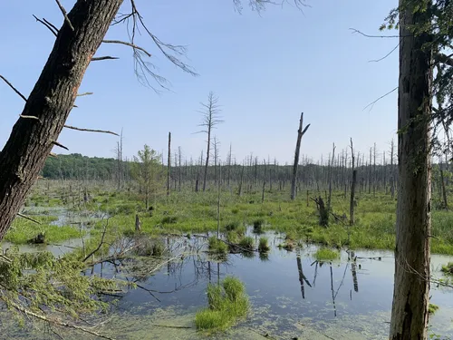 Best Hikes and Trails in Bear Swamp Preserve | AllTrails