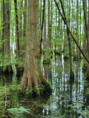 Best Hikes and Trails in Noxubee Refuge | AllTrails