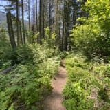 Cooper River Trail, Washington - 319 Reviews, Map | AllTrails