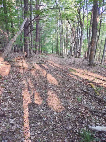 Best Hikes and Trails in Bully Hill State Forest | AllTrails