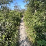 Econlockhatchee River Trail, Florida - 434 Reviews, Map | AllTrails