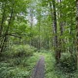 Big Tree Ridge Trail: Short Version, Washington - 295 Reviews, Map ...
