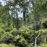 Lehigh Gorge Trail, Pennsylvania - 379 Reviews, Map | AllTrails