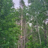 Pinhey Forest 31 Trail, Ontario, Canada - 616 Reviews, Map | AllTrails