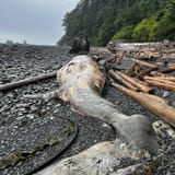 Rialto Beach Trail, Washington - 334 Reviews, Map | AllTrails