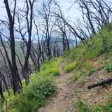 Holy Jim Canyon Trail, California - 409 Reviews, Map | AllTrails