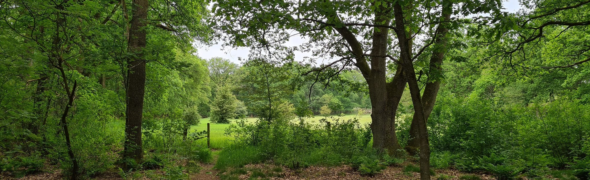 Wolfheze Rondwandeling: 217 foto's - Gelderland, Nederland | Wandelen ...