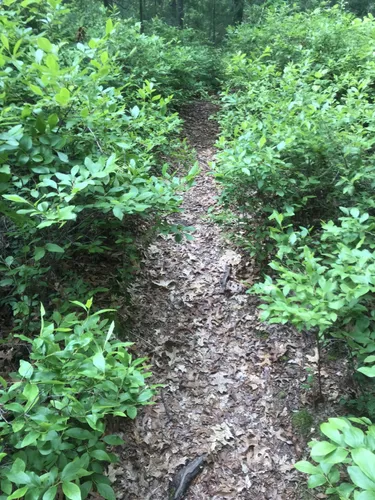 Best Hikes and Trails in Little Bay and Monks Park Conservation Area ...