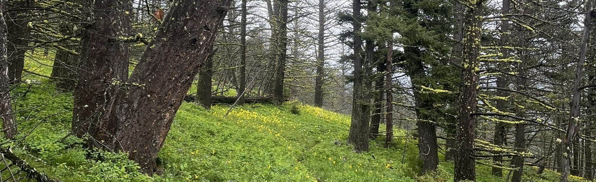 Bear Prairie via Refrigerator Canyon Trail: 48 Reviews, Map - Montana ...