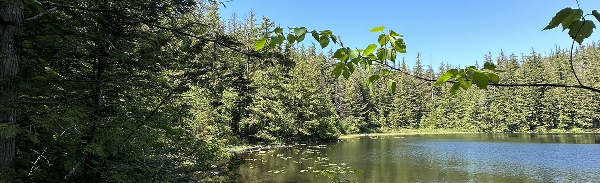 Sumas Mountain Trail: 489 Reviews, Map - British Columbia, Canada ...