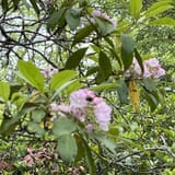 Limberlost Trail, Virginia - 750 Reviews, Map | AllTrails