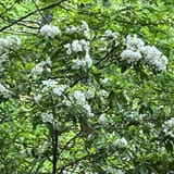 Limberlost Trail, Virginia - 750 Reviews, Map | AllTrails