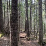 Little Harbor Brook Trail, Maine - 166 Reviews, Map | AllTrails